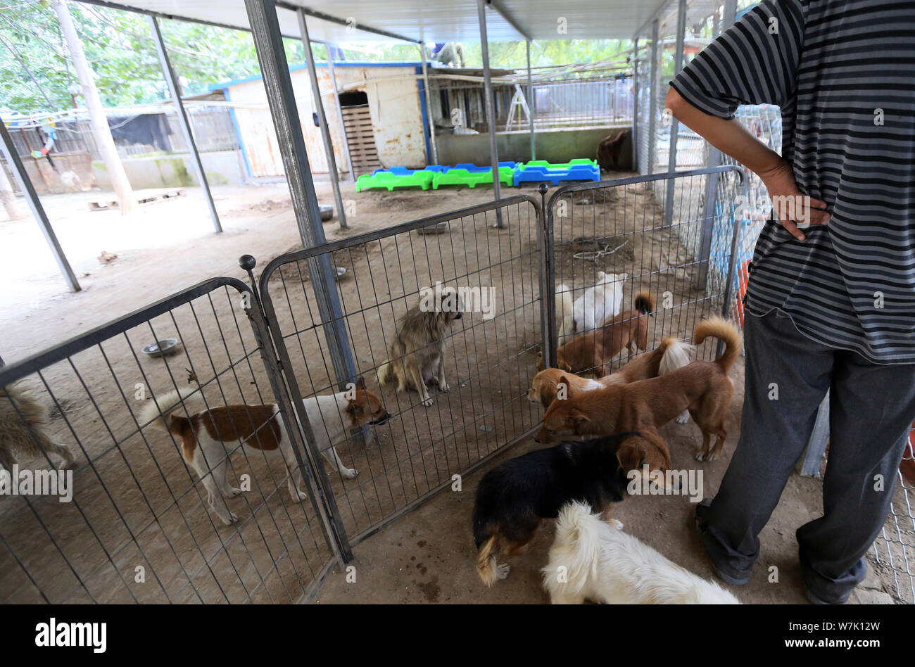 Zhou animal hi-res stock photography and images - Alamy