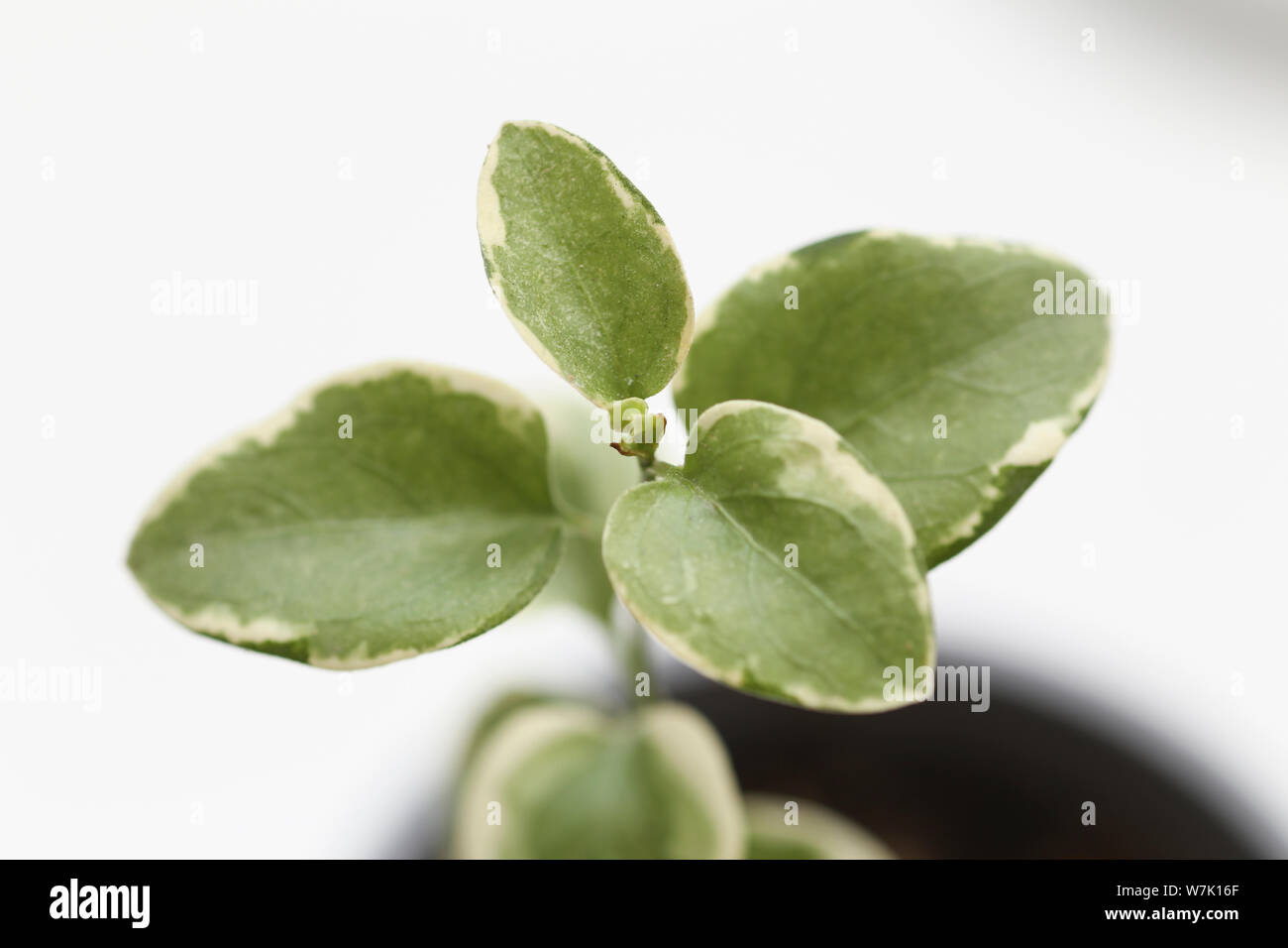 Licorice plant hi-res stock photography and images - Alamy