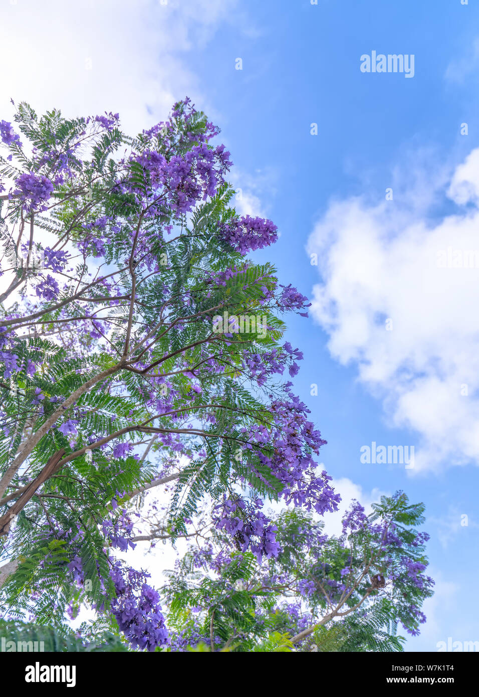 Jacaranda flowers bloom in the sunny sky when spring comes Stock Photo ...