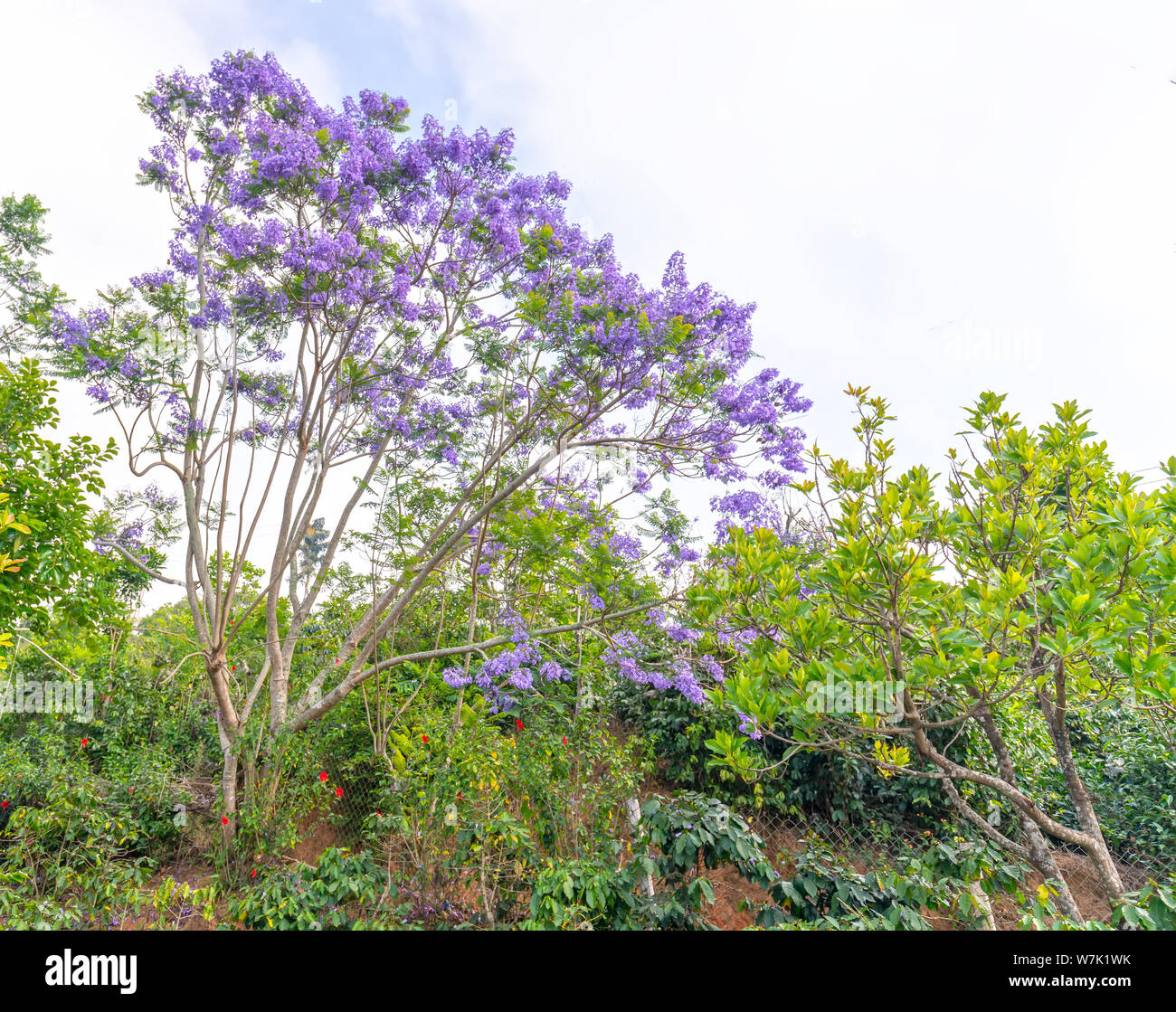 Jacaranda flowers bloom in the sunny sky when spring comes Stock Photo ...