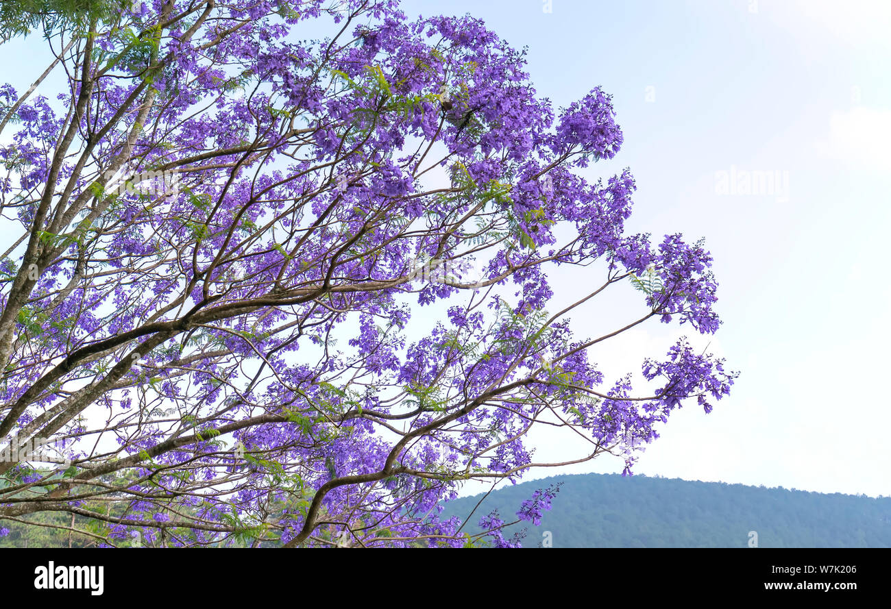 Jacaranda flowers bloom in the sunny sky when spring comes Stock Photo ...