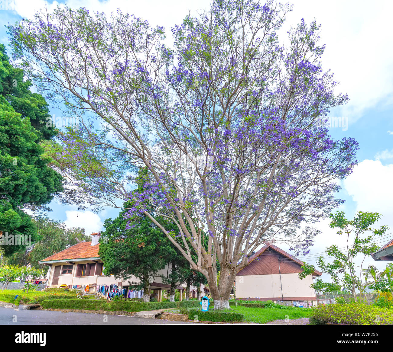 Jacaranda tree blooming season in the garden at the house in Dalat ...