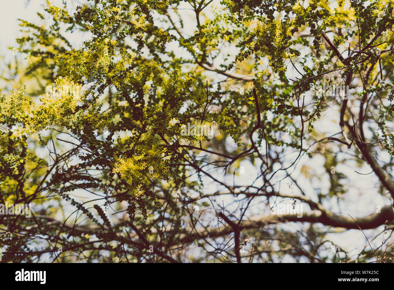 wattle tree with yellow flowers about to bloom shot at shallow depth of ...