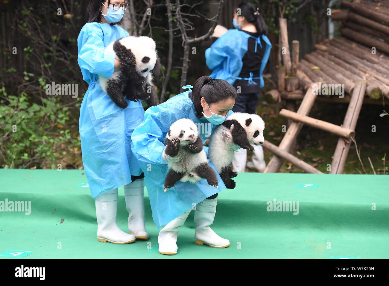 Chinese panda keepers hold giant panda cubs born in 2017 to be displayed during a public event ...
