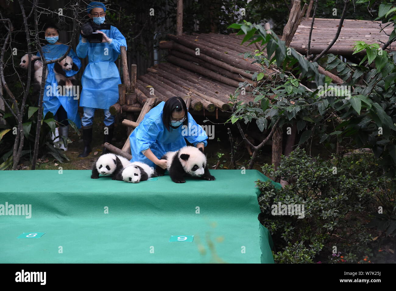Chinese panda keepers hold giant panda cubs born in 2017 to be ...