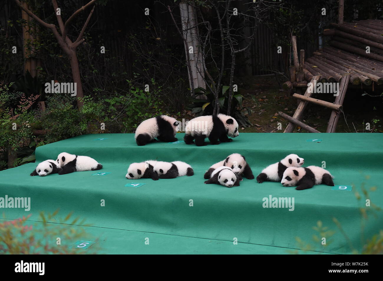 10 giant panda cubs born in 2017 are on display during a public event at the Chengdu Research ...