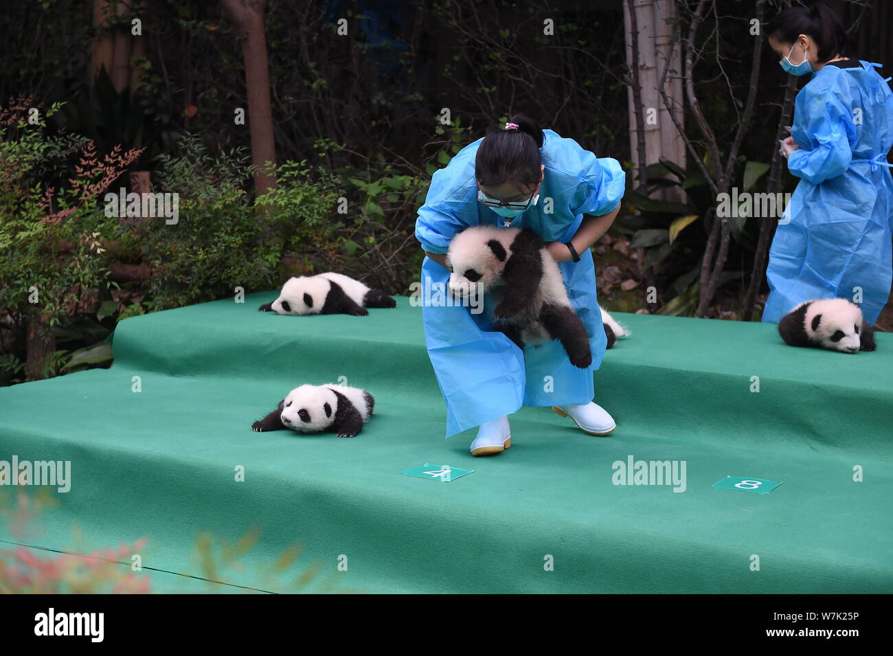 A Chinese panda keeper holds a giant panda cub born in 2017 to be ...