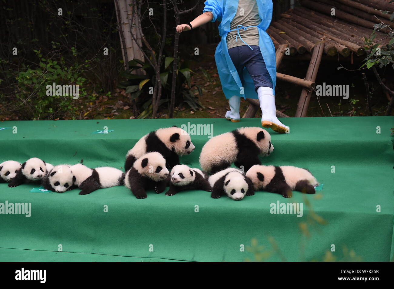 10 giant panda cubs born in 2017 are on display during a public event at the Chengdu Research ...