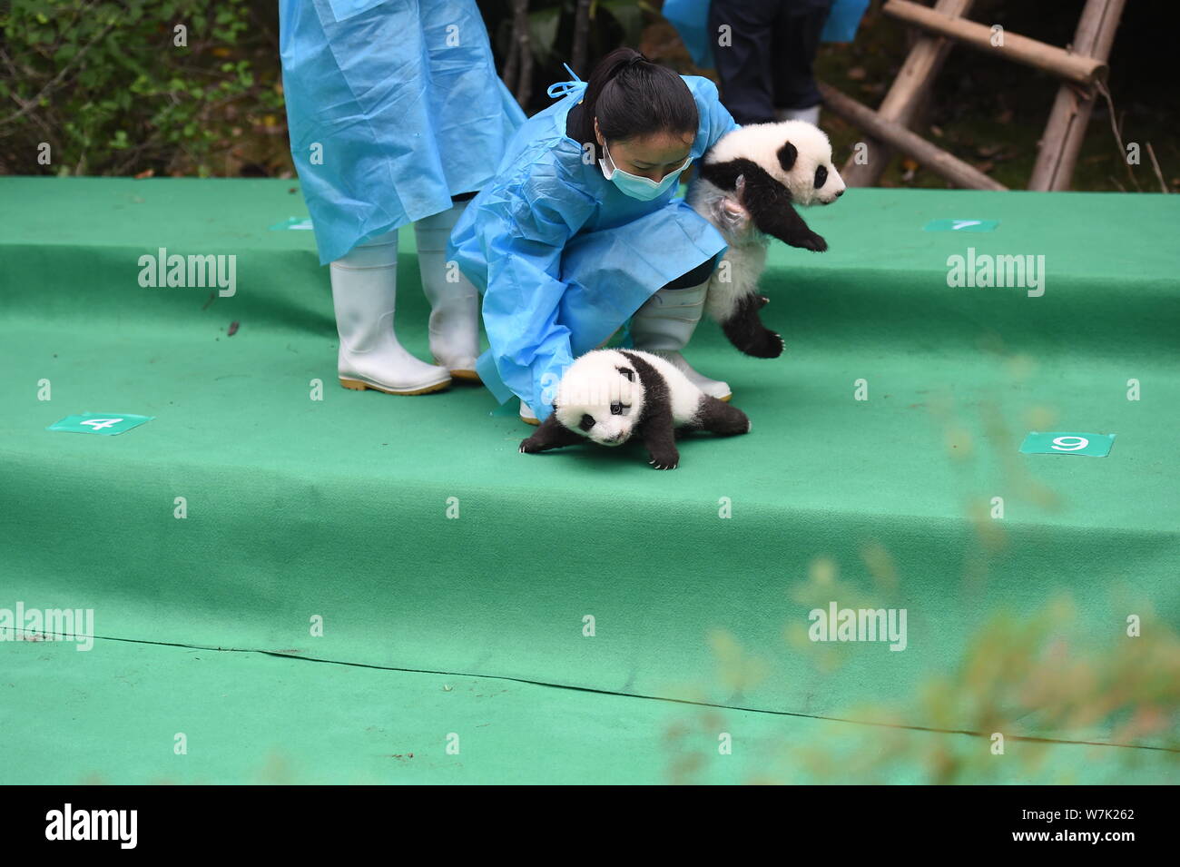 A Chinese panda keeper holds giant panda cubs born in 2017 to be displayed during a public event ...