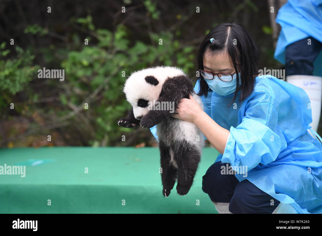 A Chinese panda keeper holds a giant panda cub born in 2017 to be displayed during a public ...