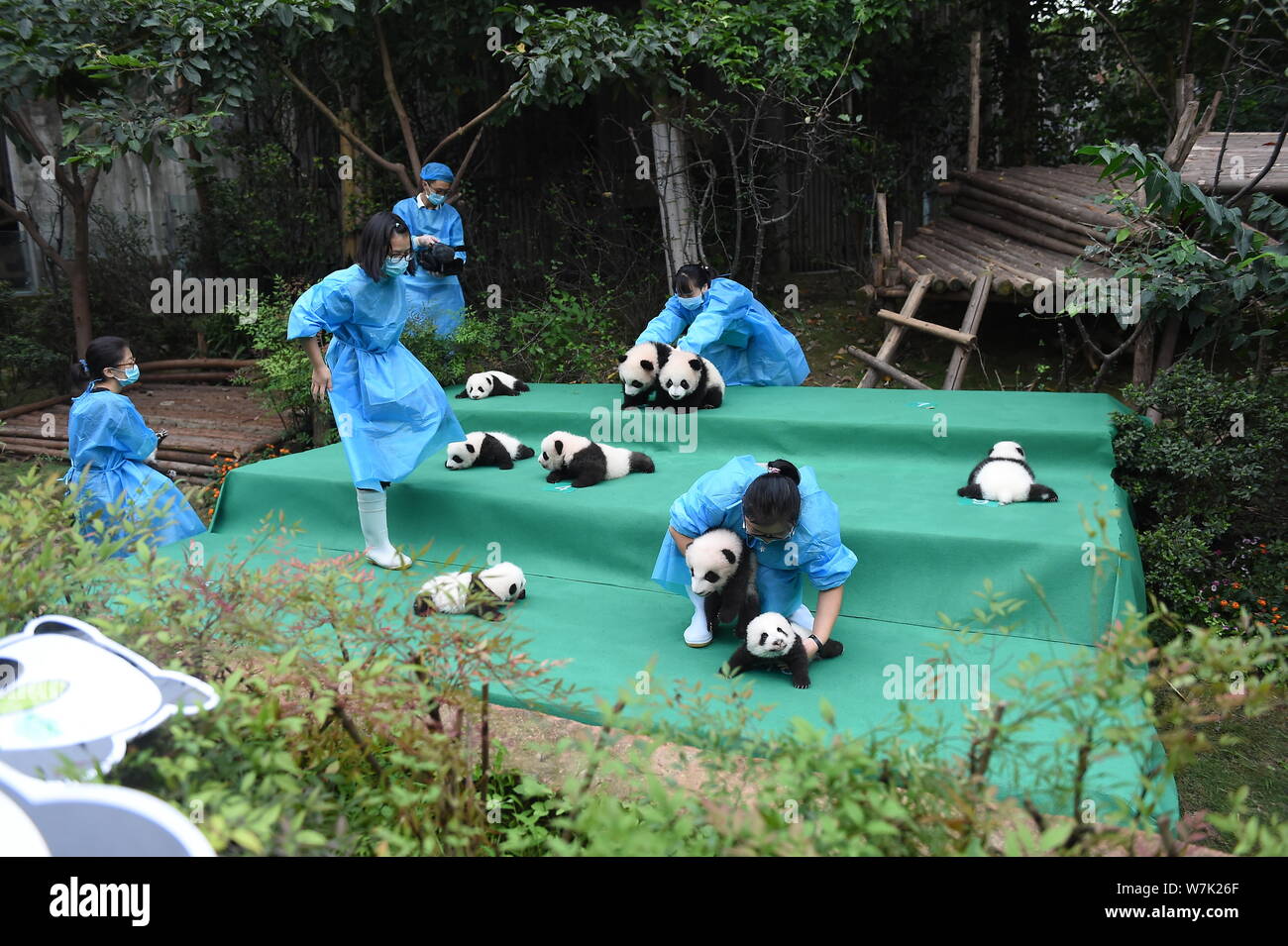 Chinese panda keepers hold giant panda cubs born in 2017 to be ...
