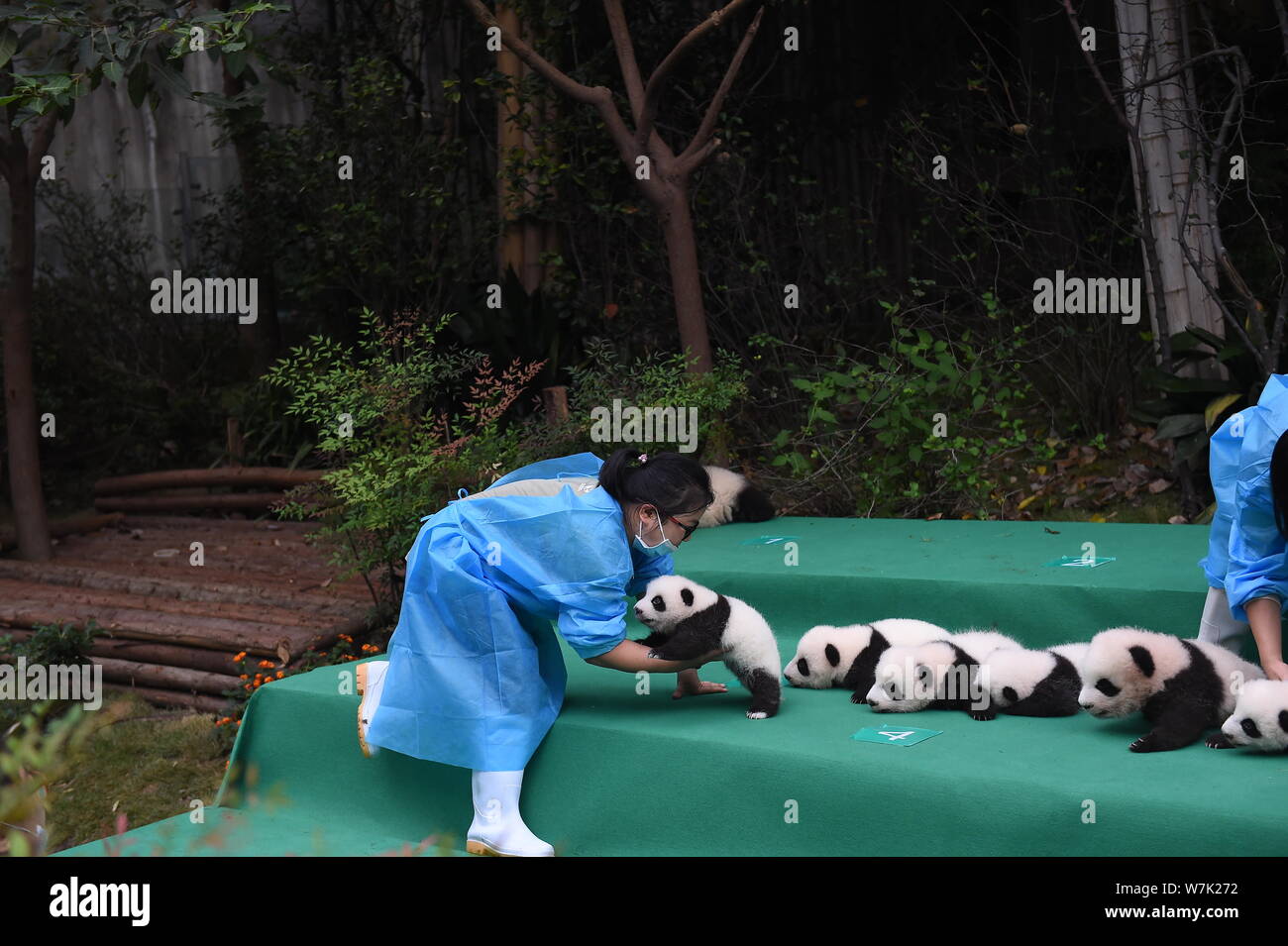 A Chinese panda keeper holds a giant panda cub born in 2017 to be displayed during a public ...