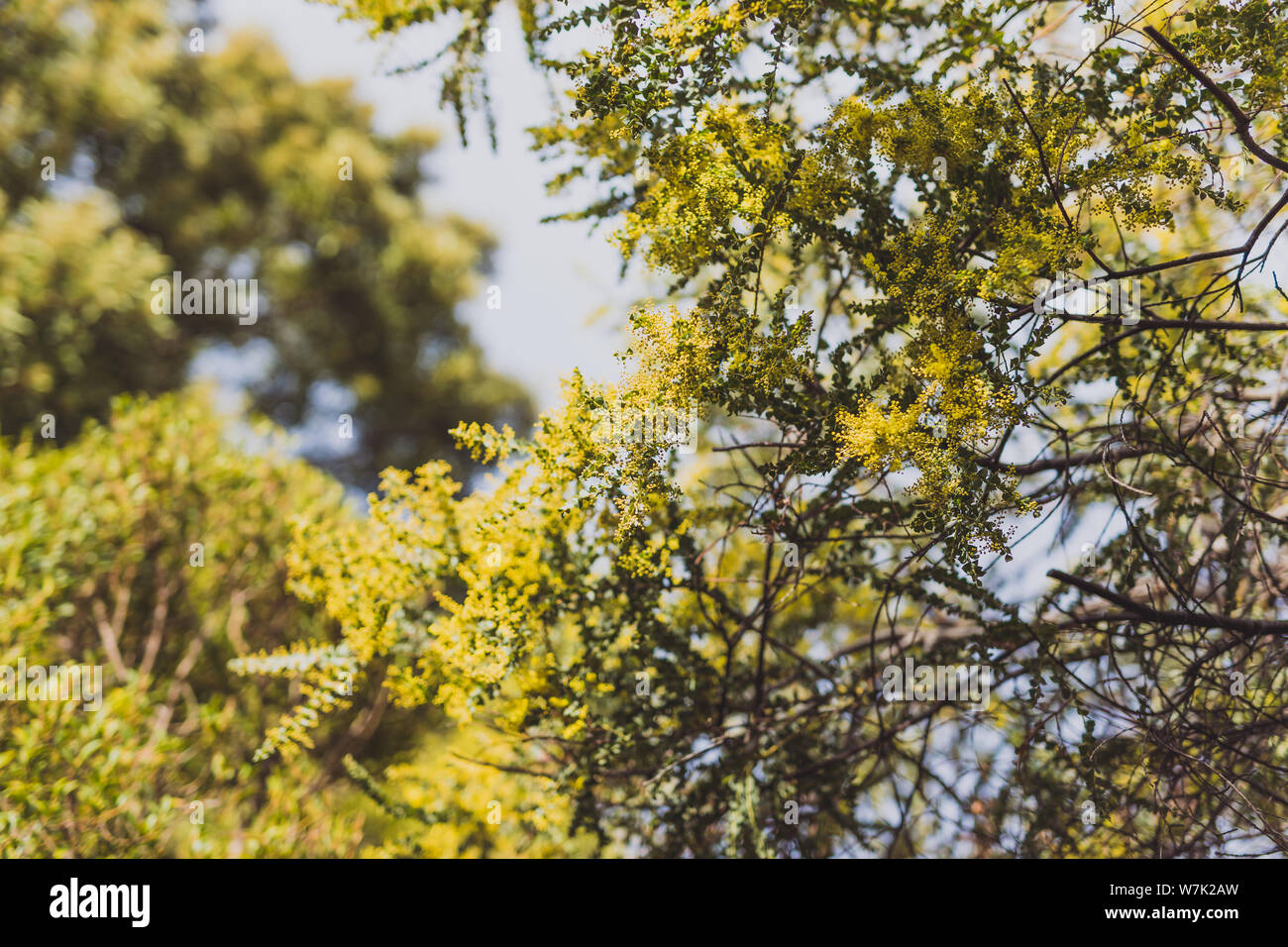 wattle tree with yellow flowers about to bloom shot at shallow depth of ...