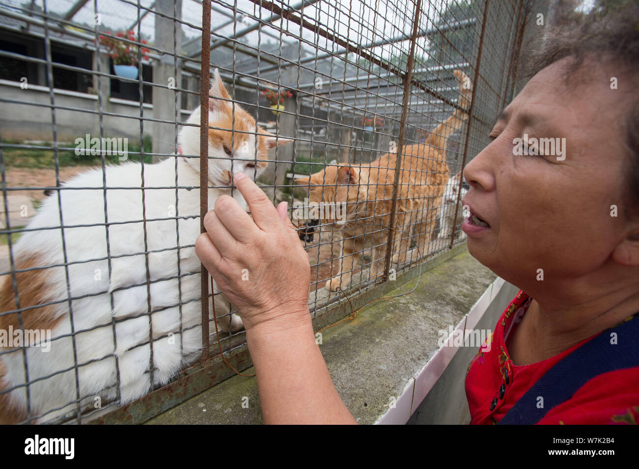 70-year-old Chinese woman Chen Yunlian plays with stray cats rescued by ...