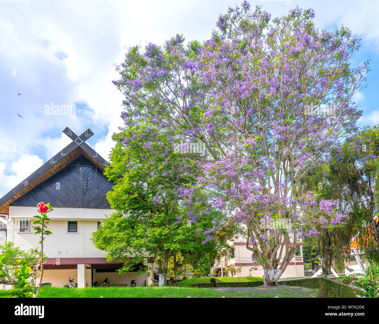 Jacaranda Tree Blooming Season Jacaranda Wikipedia