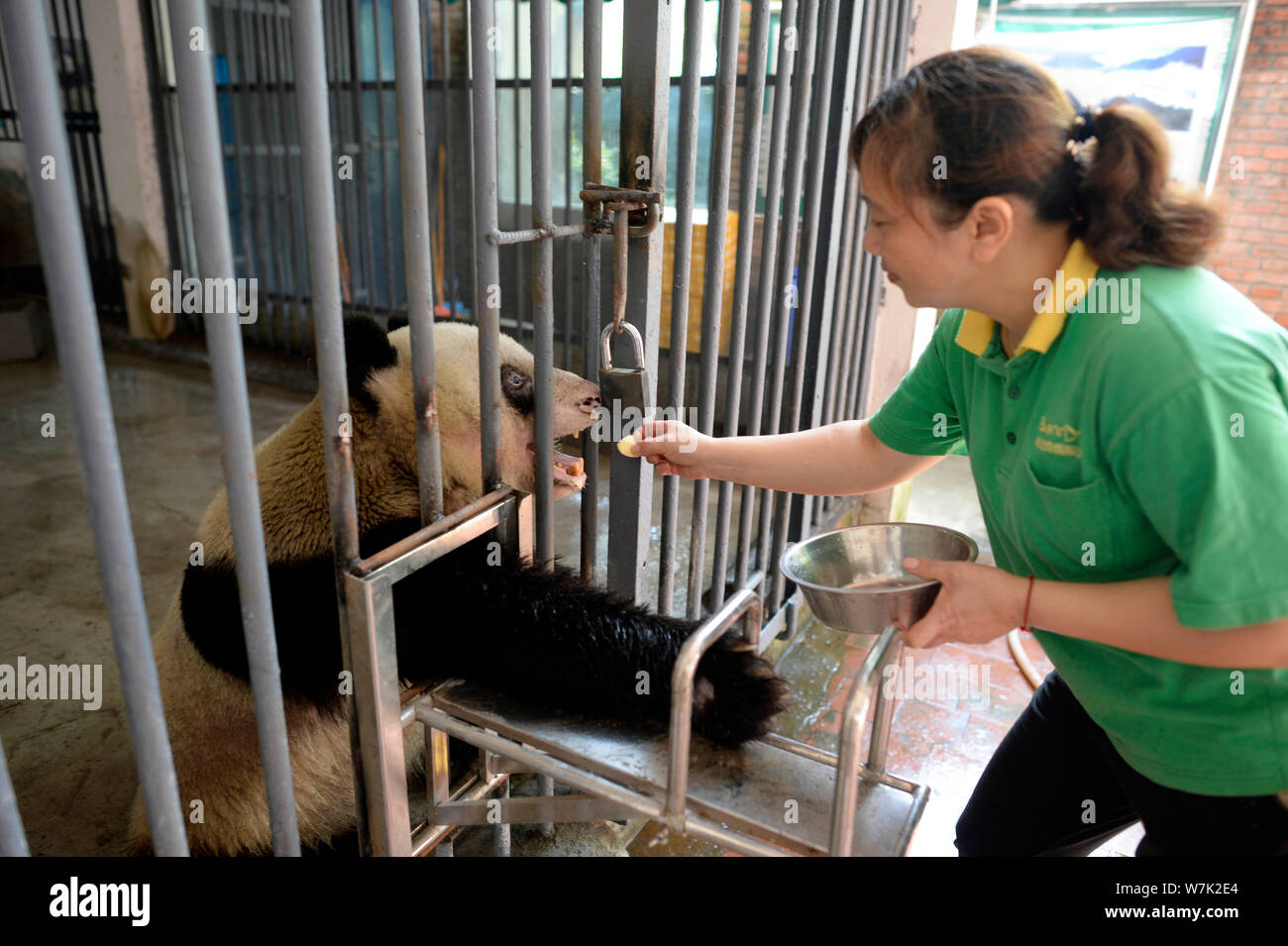 A zoo keeper feeds female giant panda Xinxing at Chongqing Zoo ahead of ...