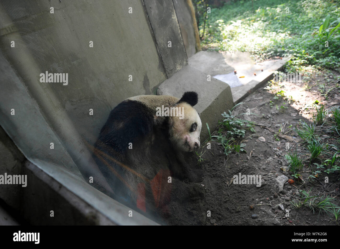 Female giant panda Xinxing rests at Chongqing Zoo ahead of her 35th ...