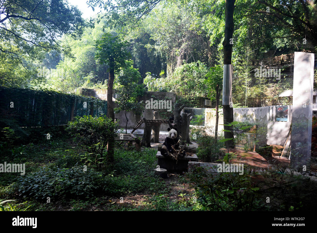 Female giant panda Xinxing eats bamboo shoots at Chongqing Zoo ahead of ...