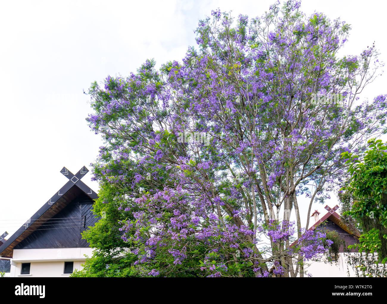 Jacaranda house hi-res stock photography and images - Alamy