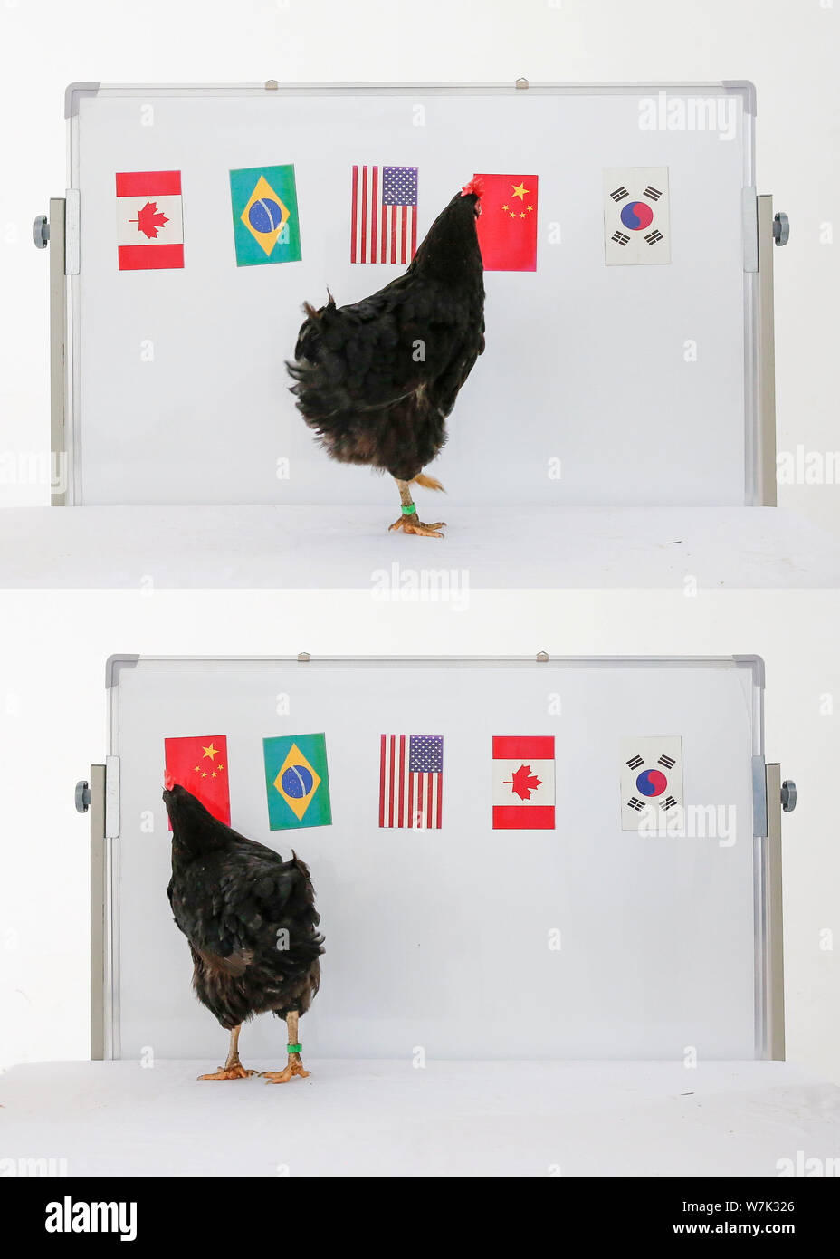 This composite photo shows a hen picking out a Chinese national flag ...