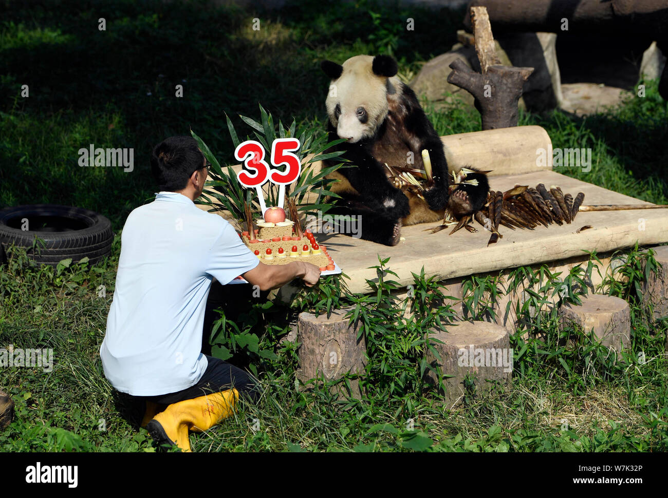Female giant panda Xinxing eats bamboo shoots during her 35th birthday ...
