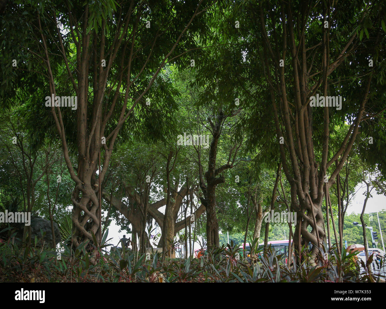 The trees featuring the shape of Chinese Fried Dough Twist or "Mahua ...