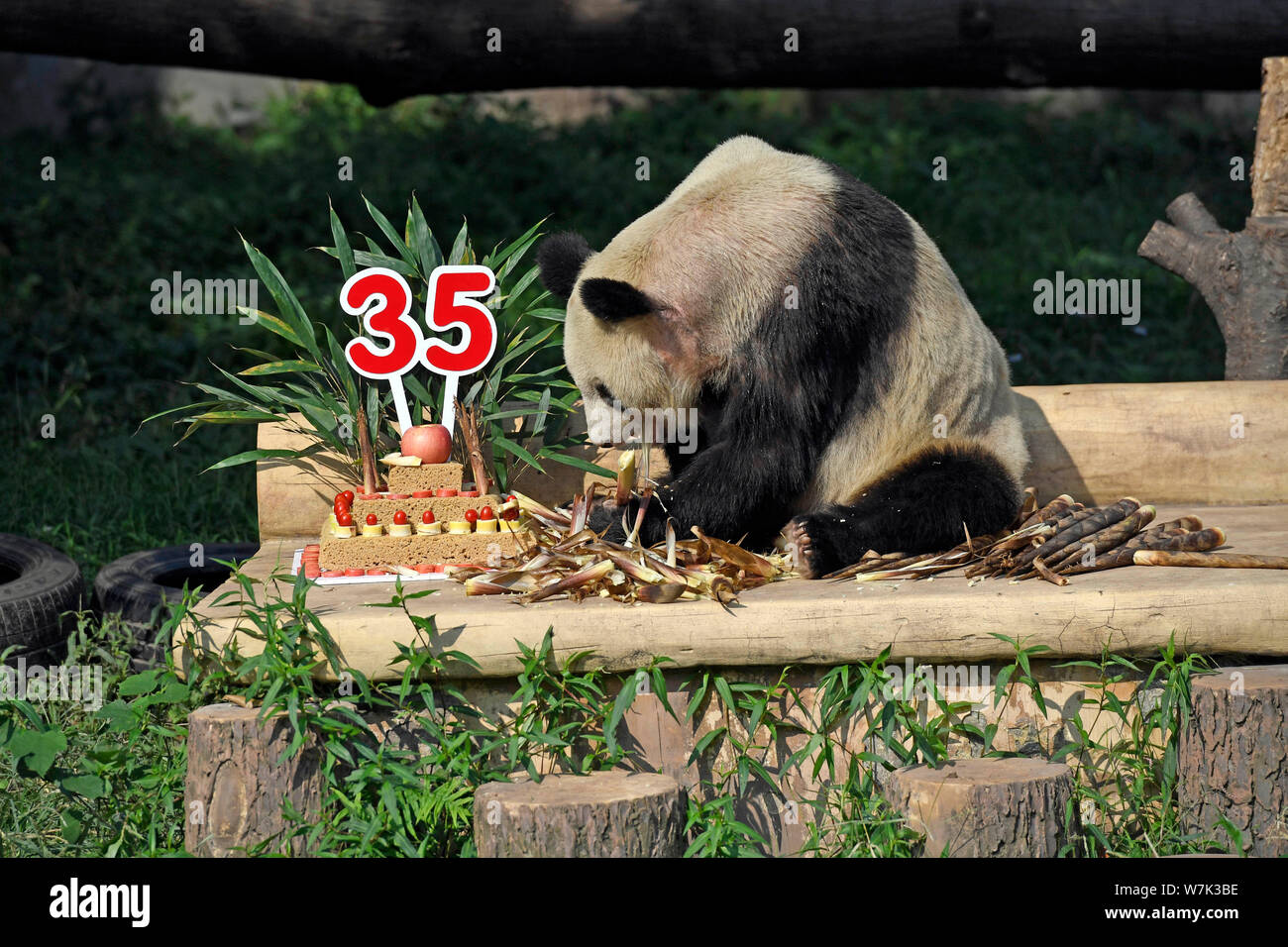 Female giant panda Xinxing eats bamboo shoots during her 35th birthday ...