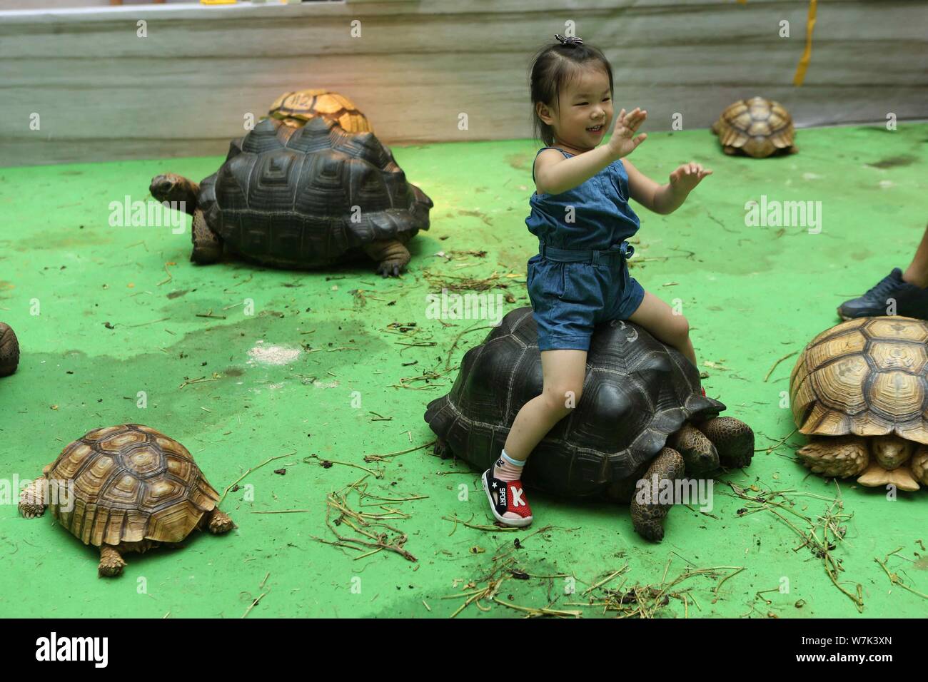 A child sits on a tortoise and poses for photos during the 12th ...
