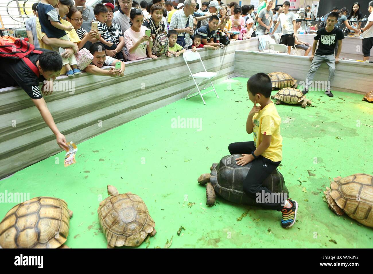 A child sits on a tortoise and poses for photos during the 12th ...