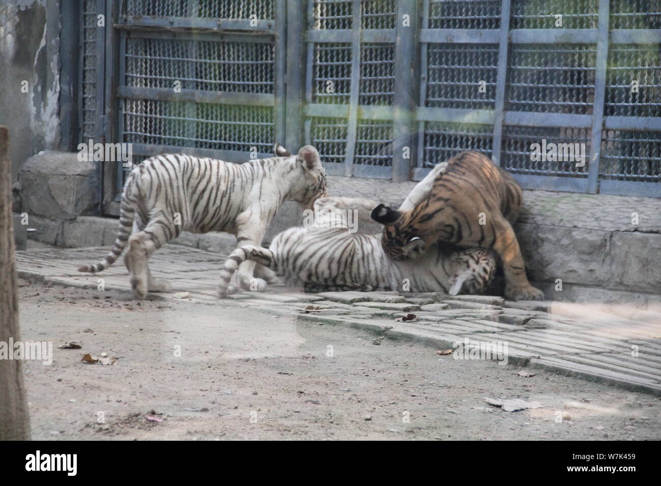The tiger triplets play during their public debut in the Jinan Zoo in ...