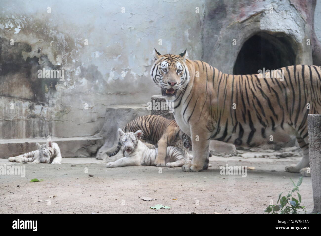 The tiger triplets play with their mother Cong Cong during their public ...