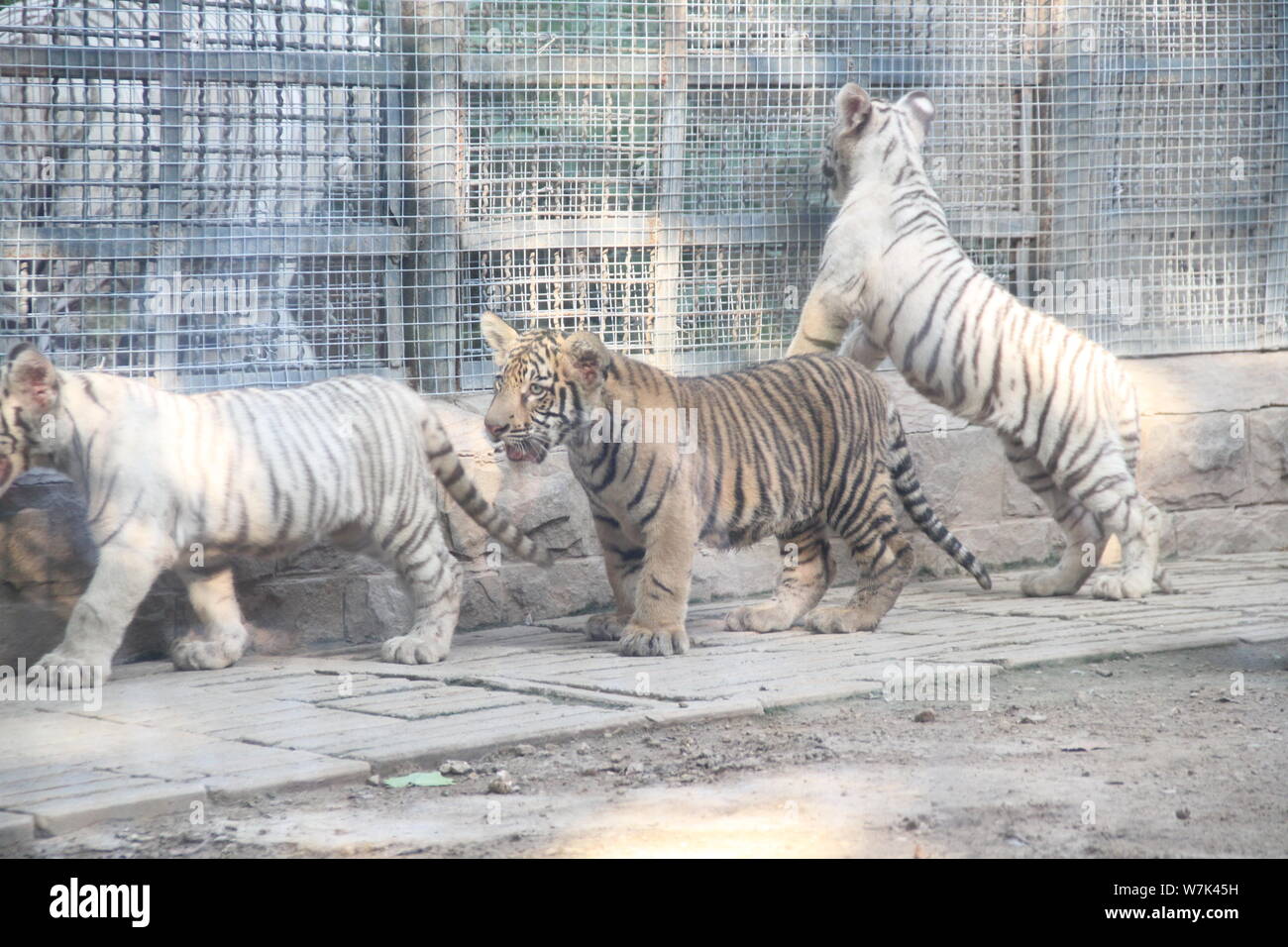 The tiger triplets play during their public debut in the Jinan Zoo in ...