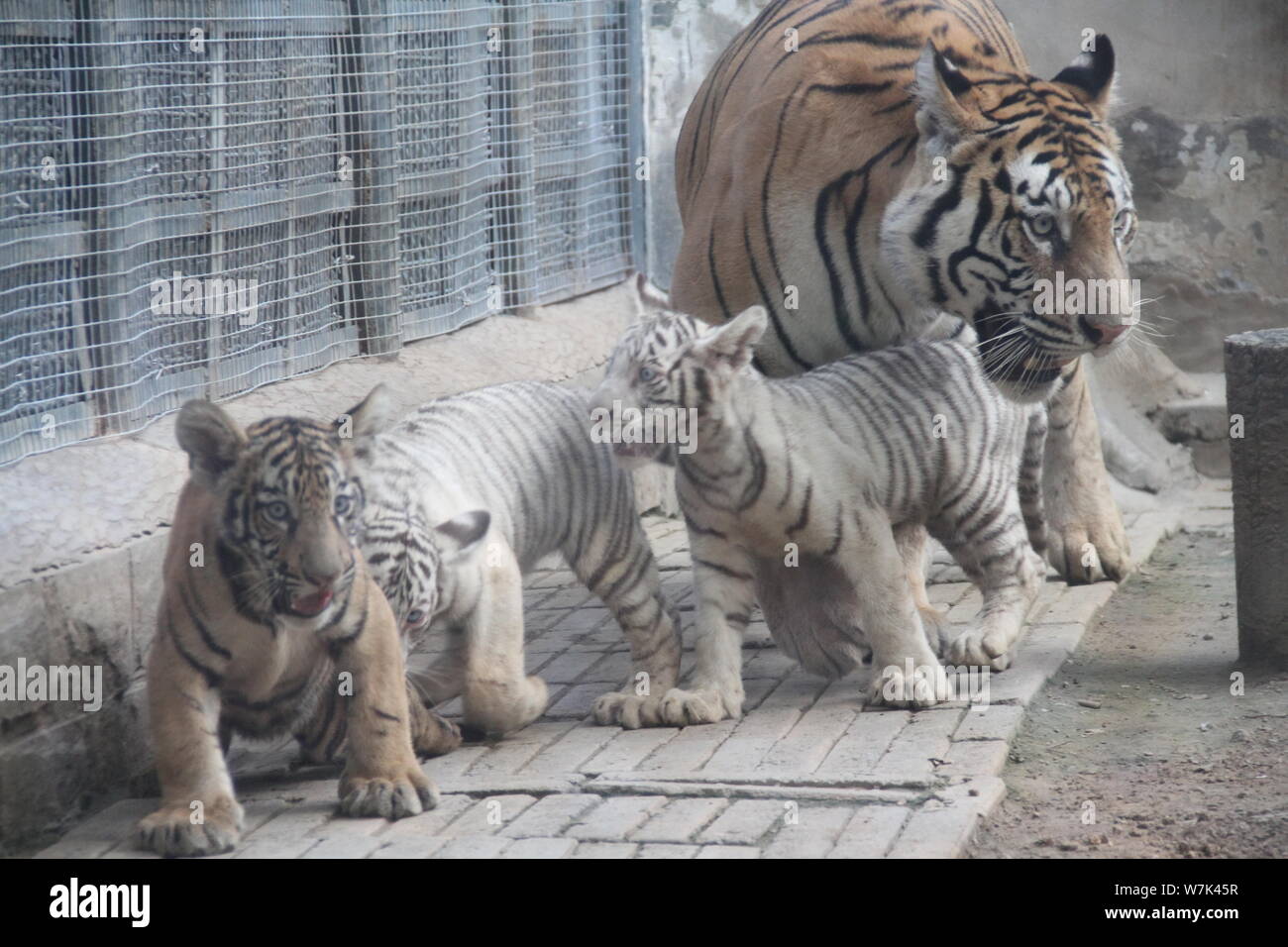 The tiger triplets play with their mother Cong Cong during their public ...