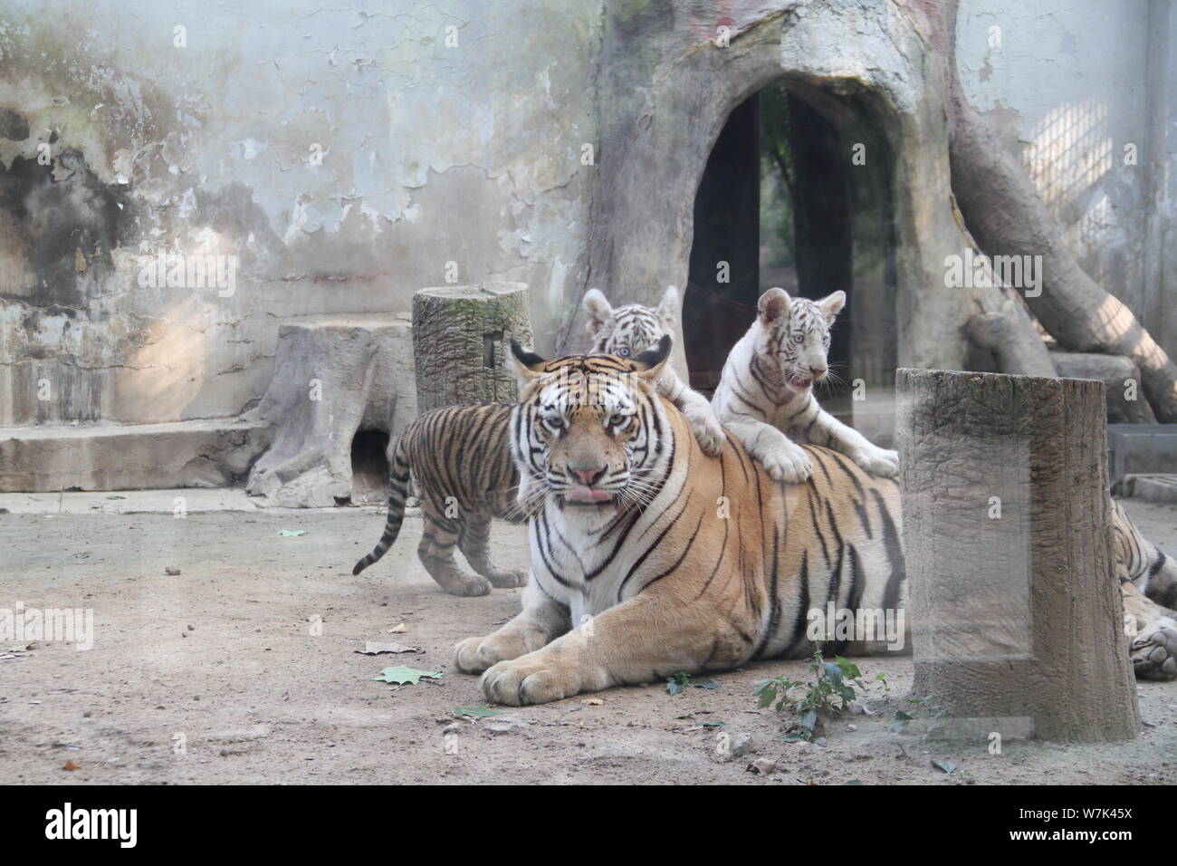 The tiger triplets play with their mother Cong Cong during their public ...