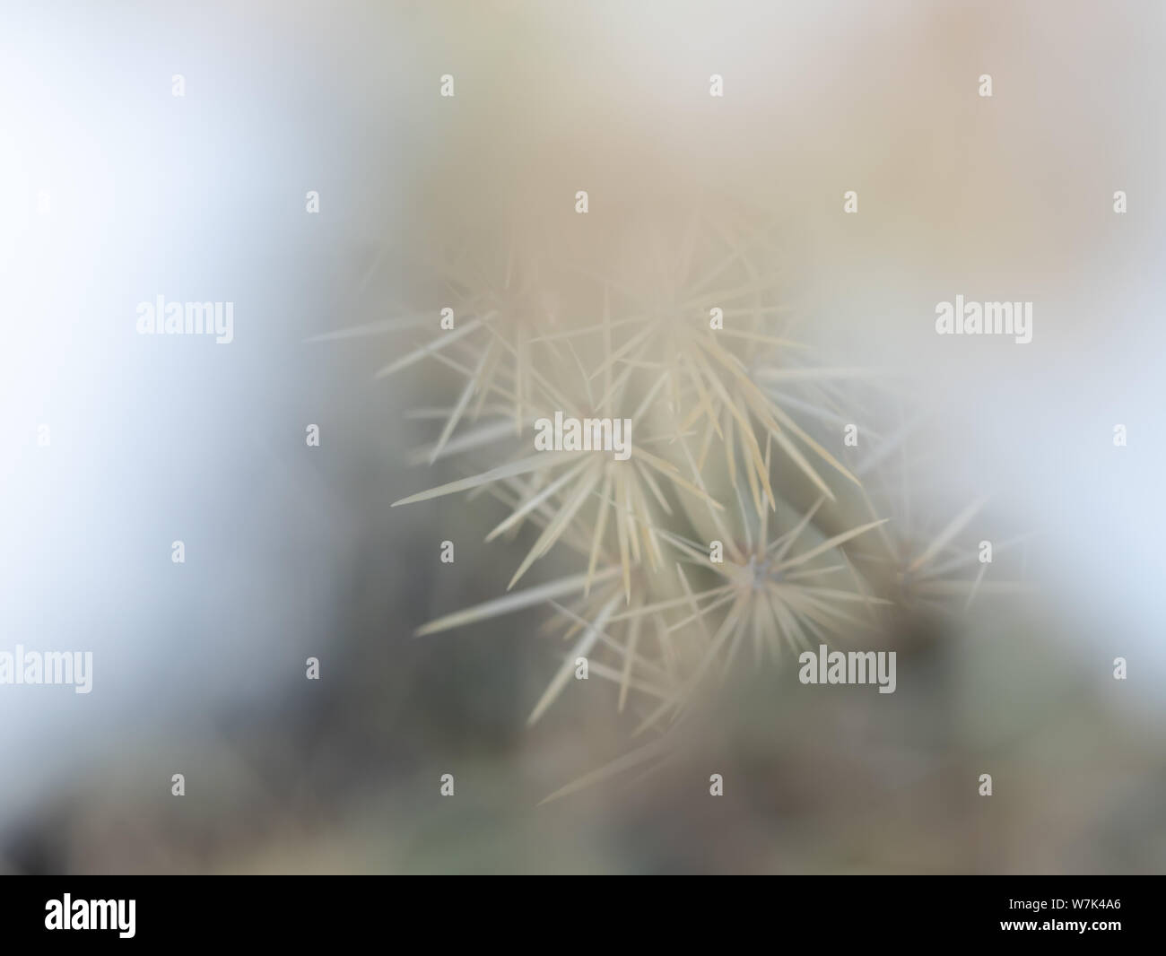 Cactus ice hi-res stock photography and images - Alamy
