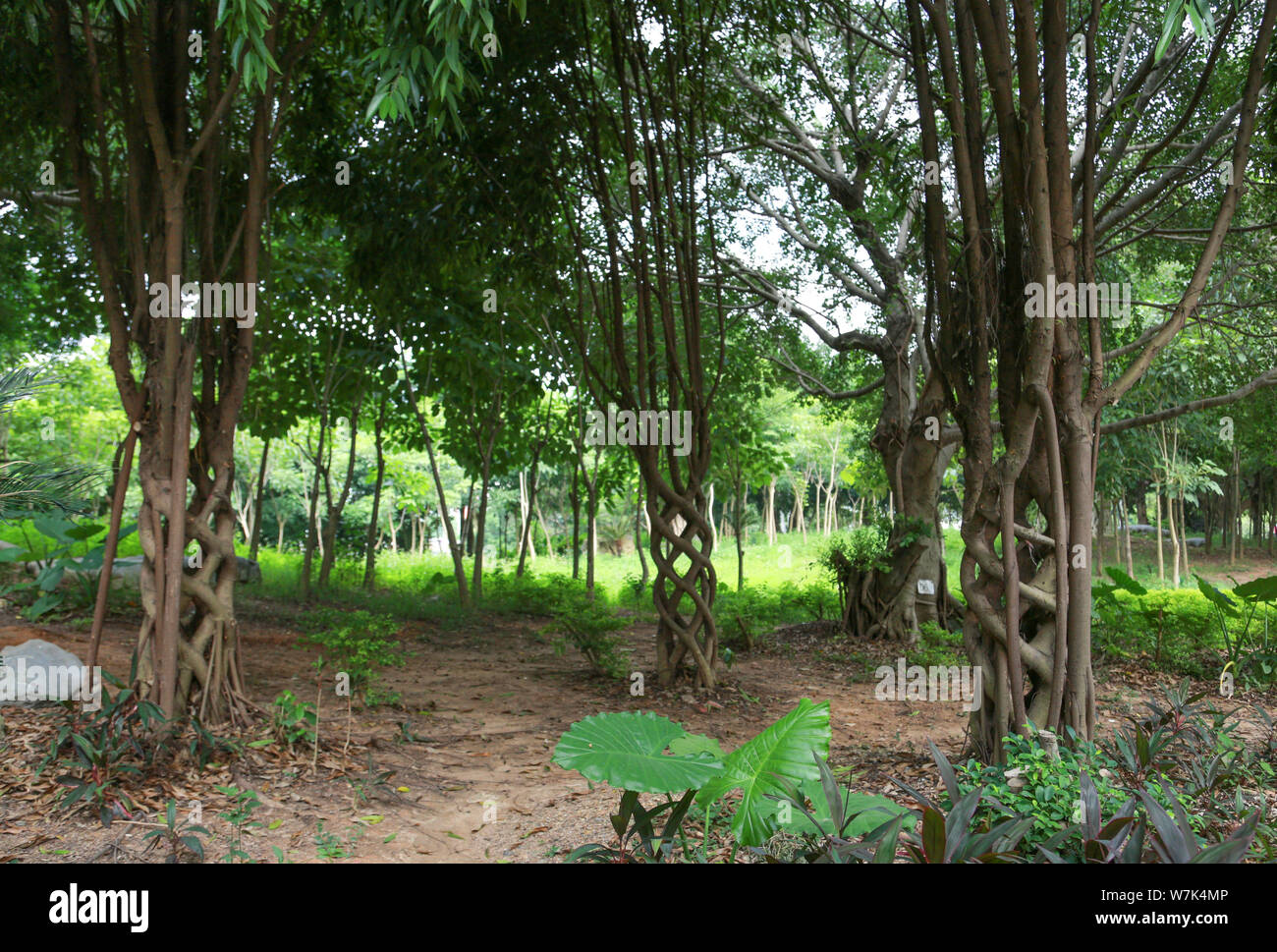 Mahua trees hi-res stock photography and images - Alamy