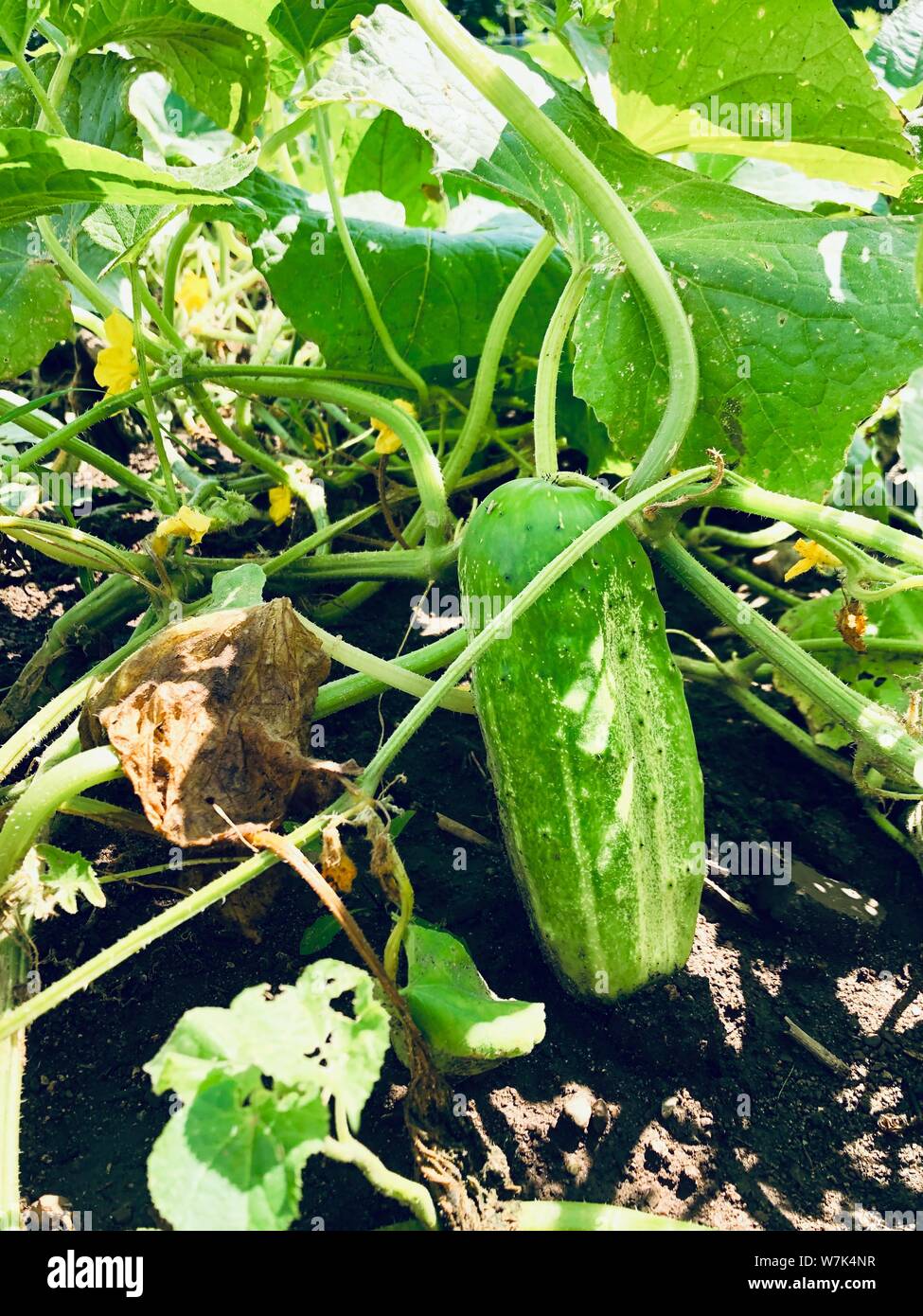 Organic cucumber growing green summer vegetable farming close up Stock ...