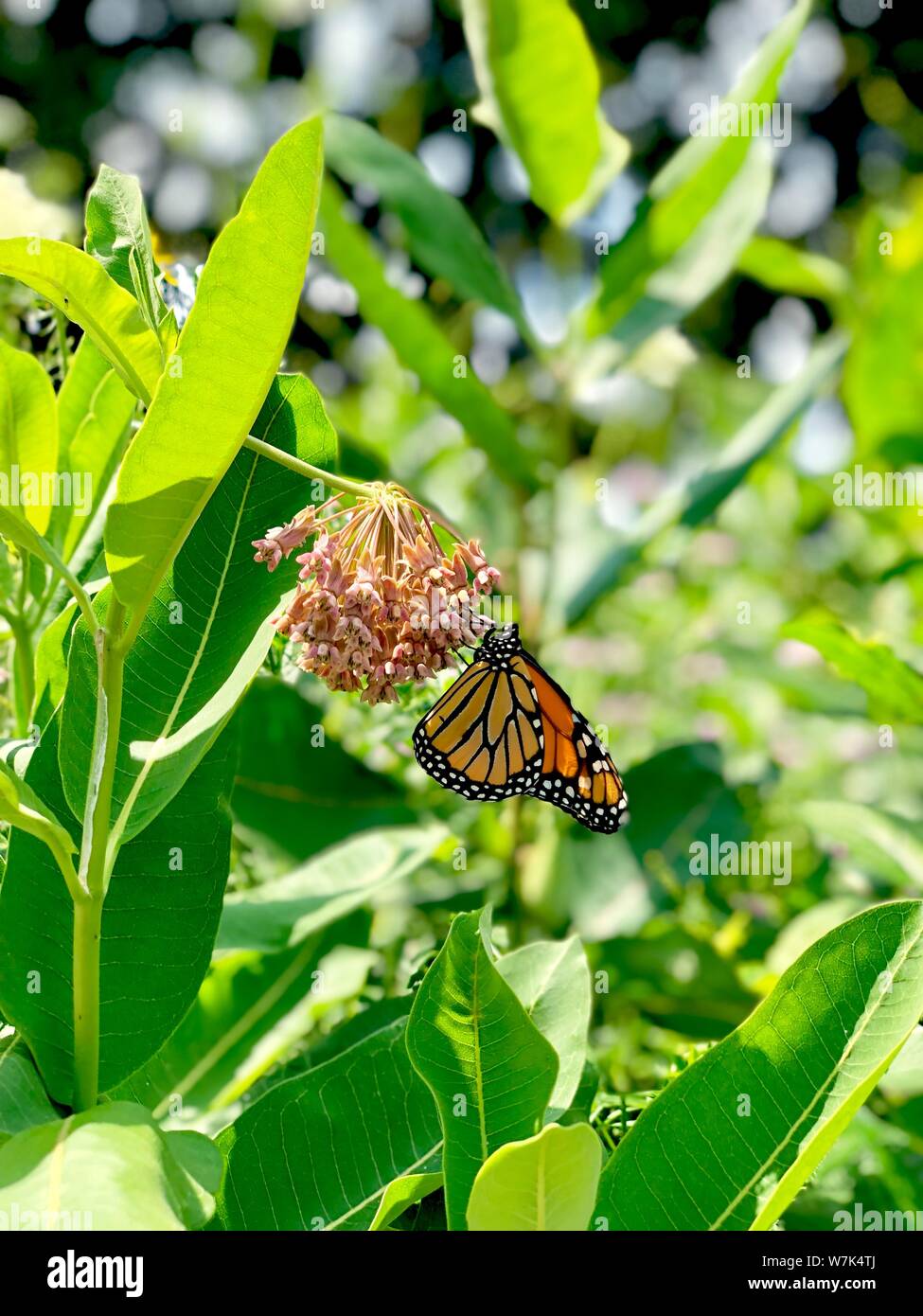 Monarch butterfly resting on flower hi-res stock photography and images ...