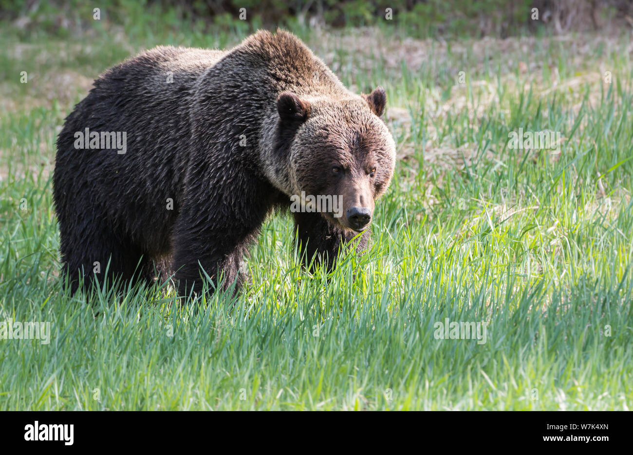 Grizzly bear in the wild Stock Photo - Alamy