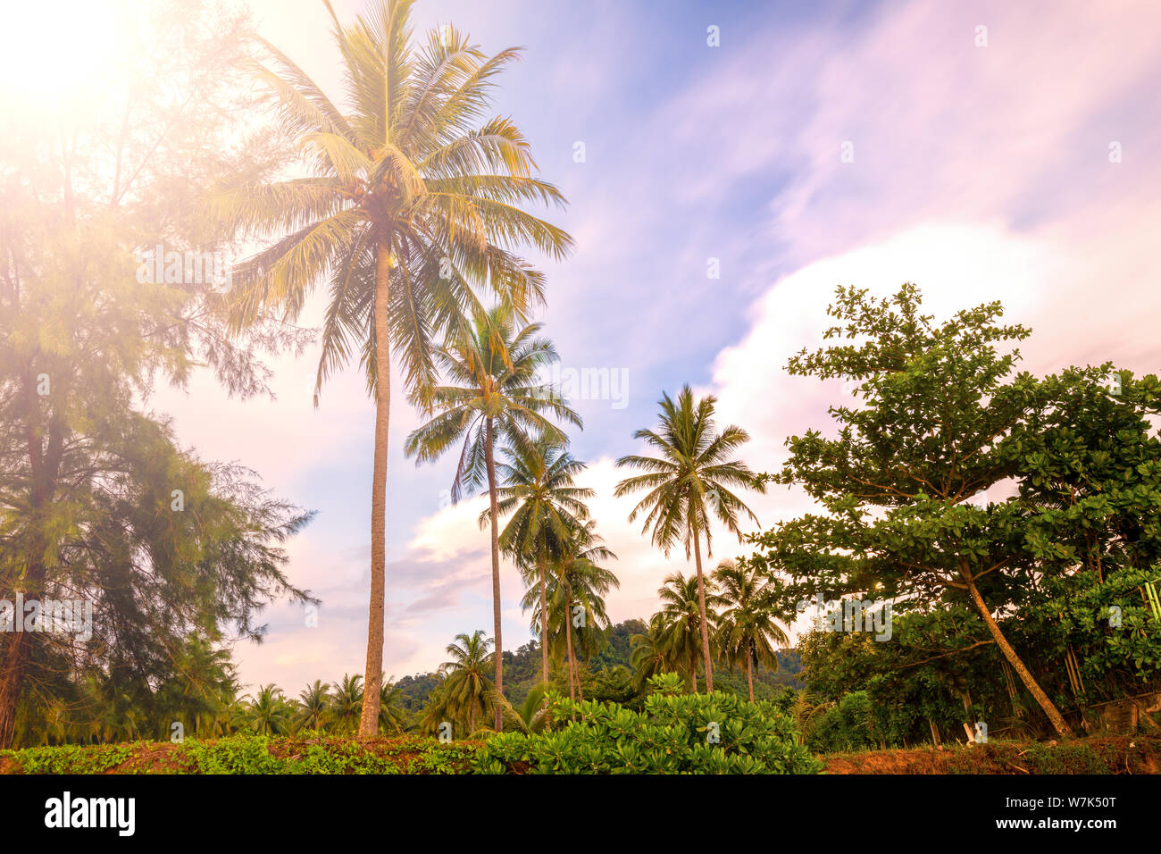 Palm trees at tropical coast, jungle background Stock Photo - Alamy