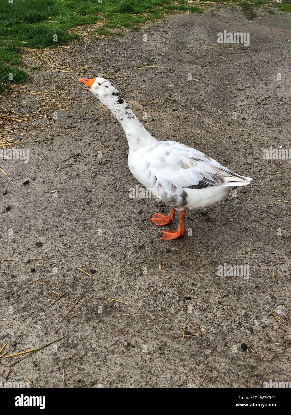 White Goose on the farm animal wildlife Stock Photo - Alamy