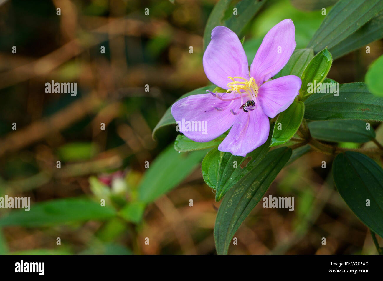 Melastoma malabathricum hi-res stock photography and images - Alamy