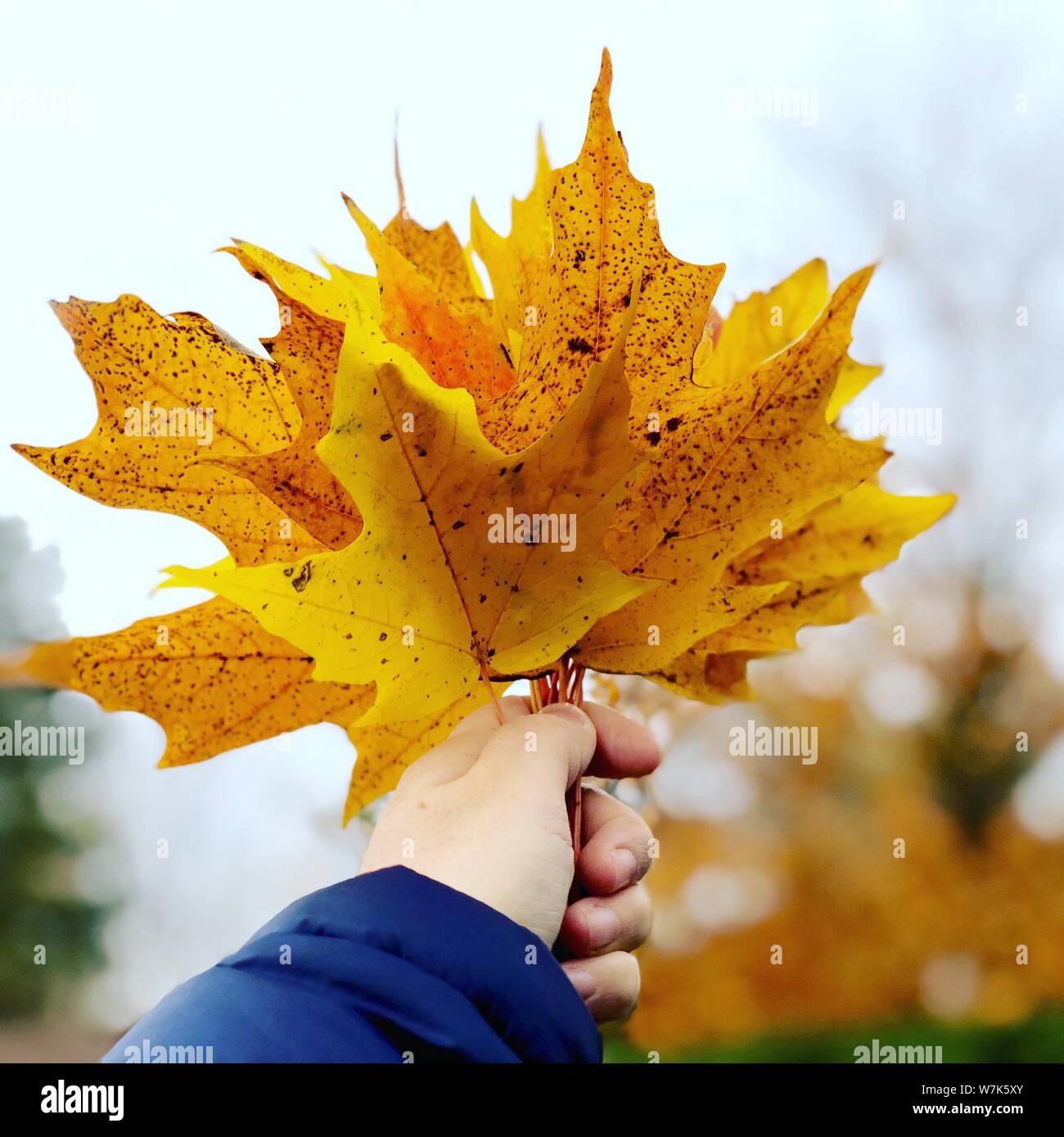 Hand holding yellow leaves fall tree background Stock Photo - Alamy
