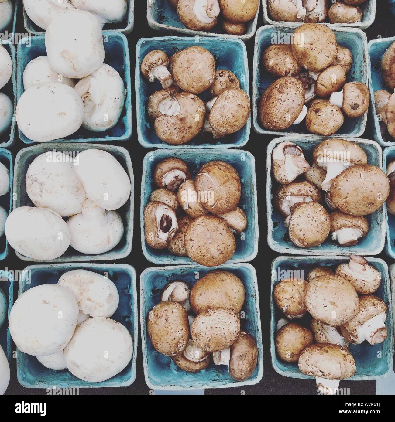 Mushrooms cultivated in boxes hi-res stock photography and images - Alamy