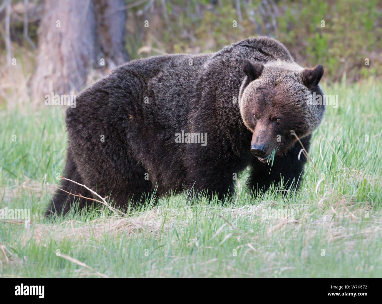 Grizzly bear in the wild Stock Photo - Alamy