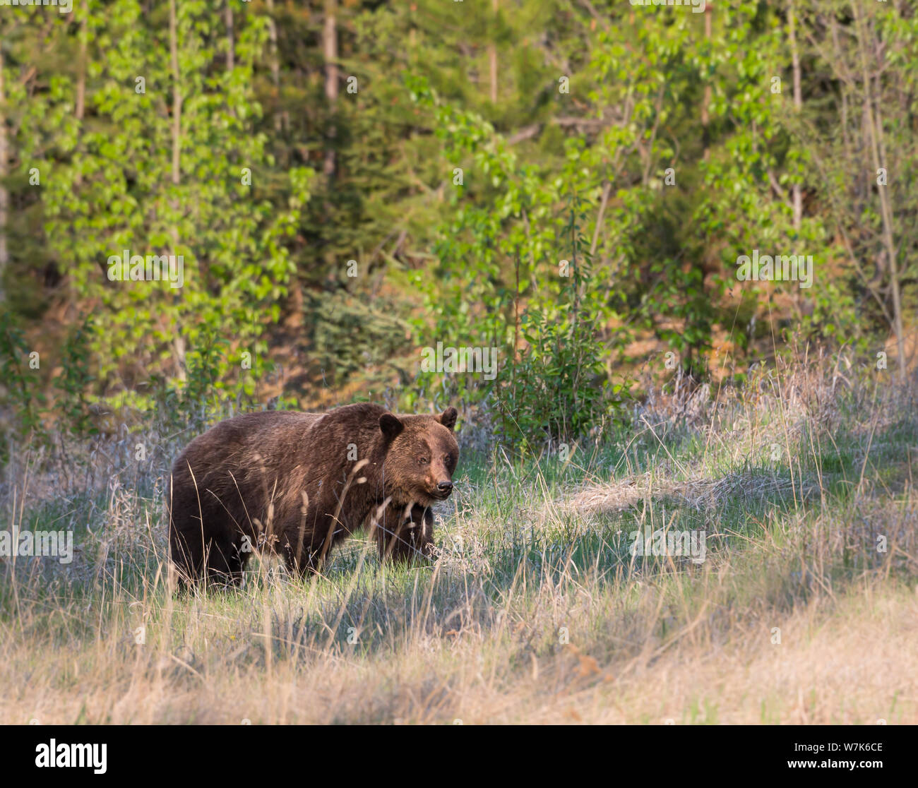 Grizzly bear in the wild Stock Photo - Alamy