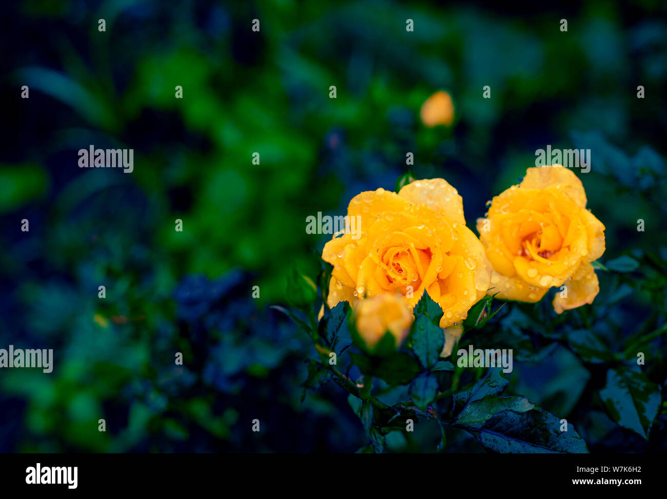 Natural background yellow rose bushes blooming in the garden. Top view ...