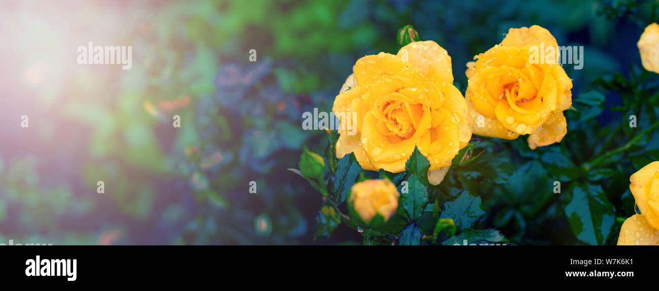 Natural background yellow rose bushes blooming in the garden. Top view ...