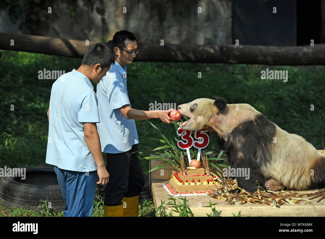 A zoo keeper feeds female giant panda Xinxing during her 35th birthday ...