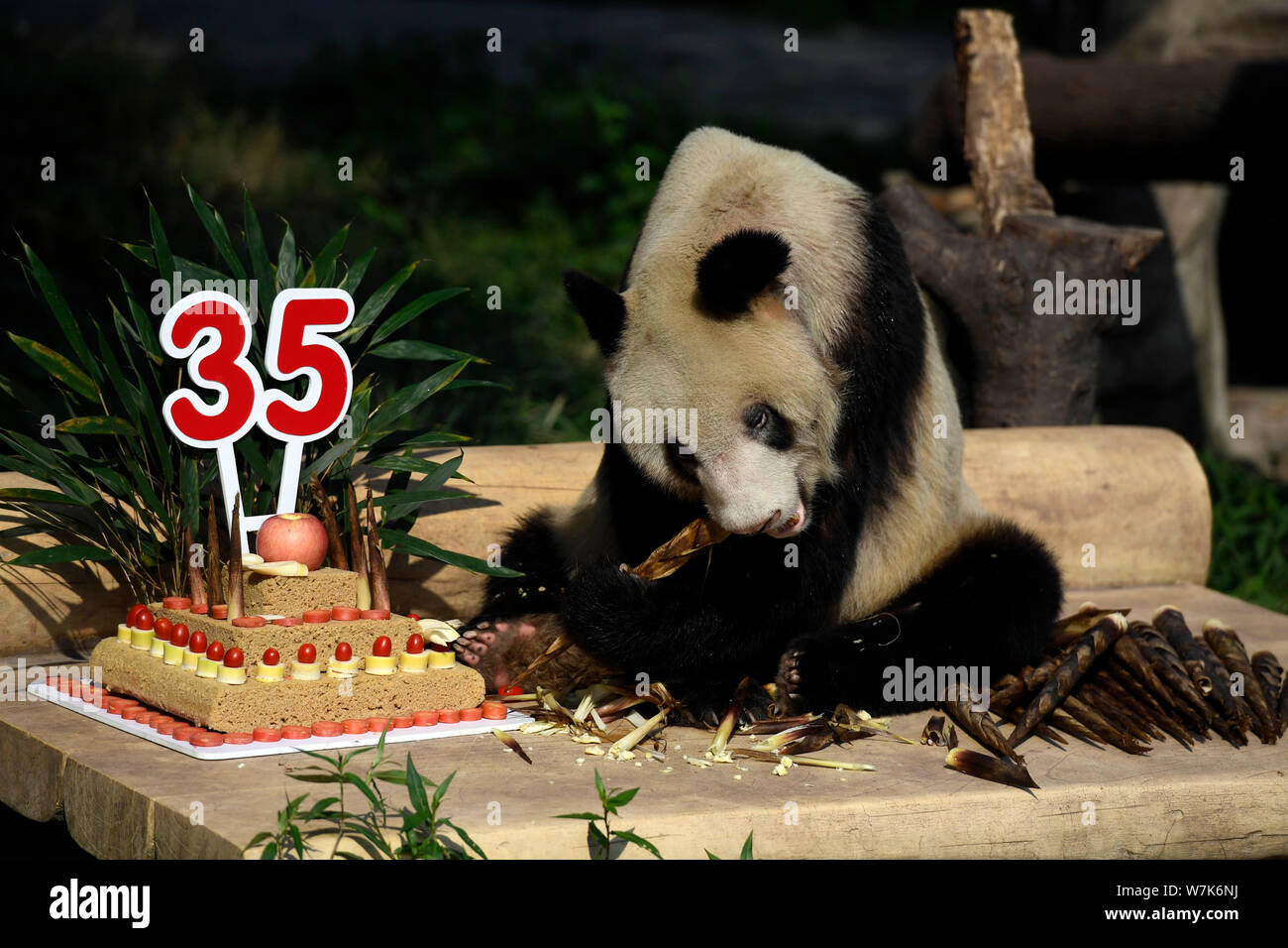 Female giant panda Xinxing eats bamboo shoots during her 35th birthday ...